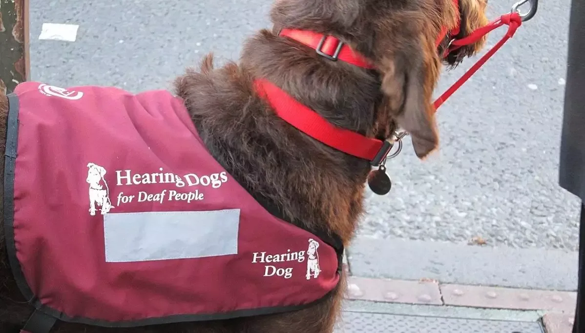 Colour-Coded Dog Leads & Harnesses: What They All Mean - Petz