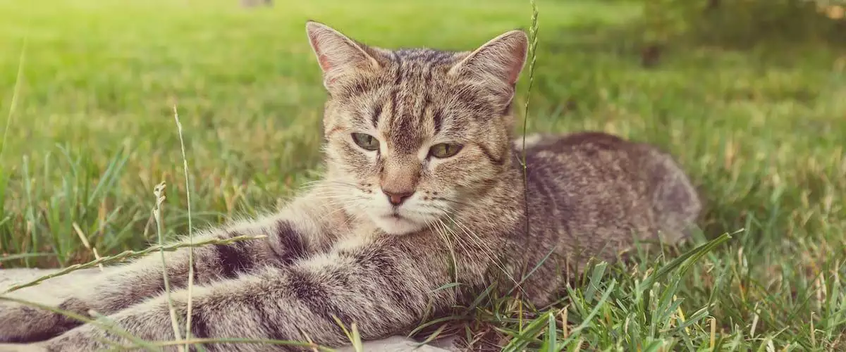 Best Cat Wormers Reviewed for 2025 - Petz