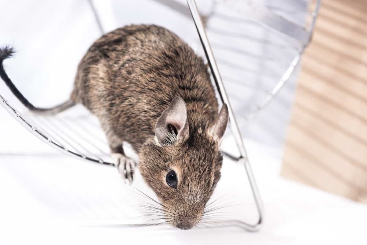 Best Degu Cages Reviewed for 2025 - Petz