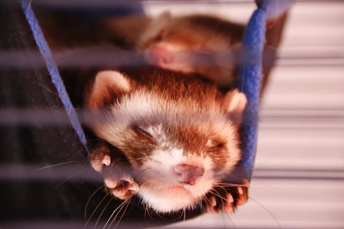 Best Ferret Cages Reviewed for 2025 - Petz