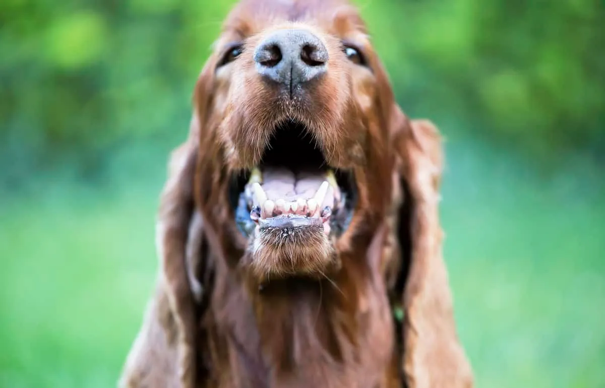 How Many Teeth Do Dogs Have? - Petz