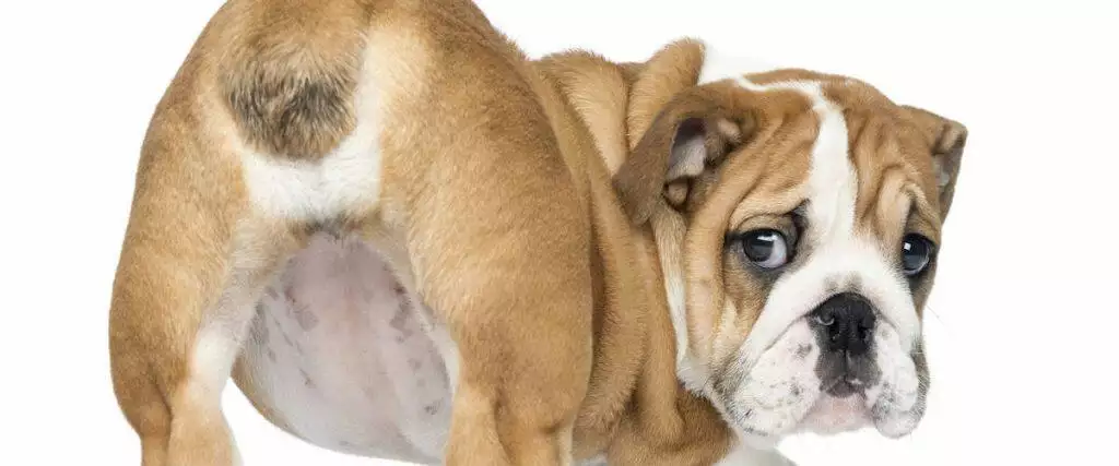 Dog Anal Gland Impaction: Recognising Problems - Petz