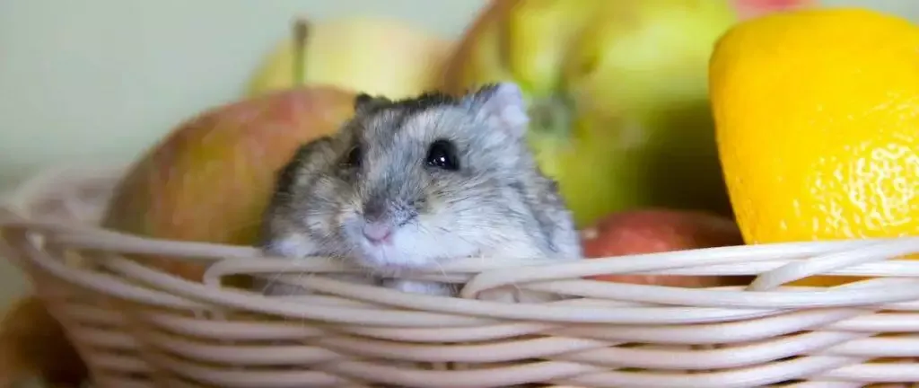 Mouse Care Guide - Petz