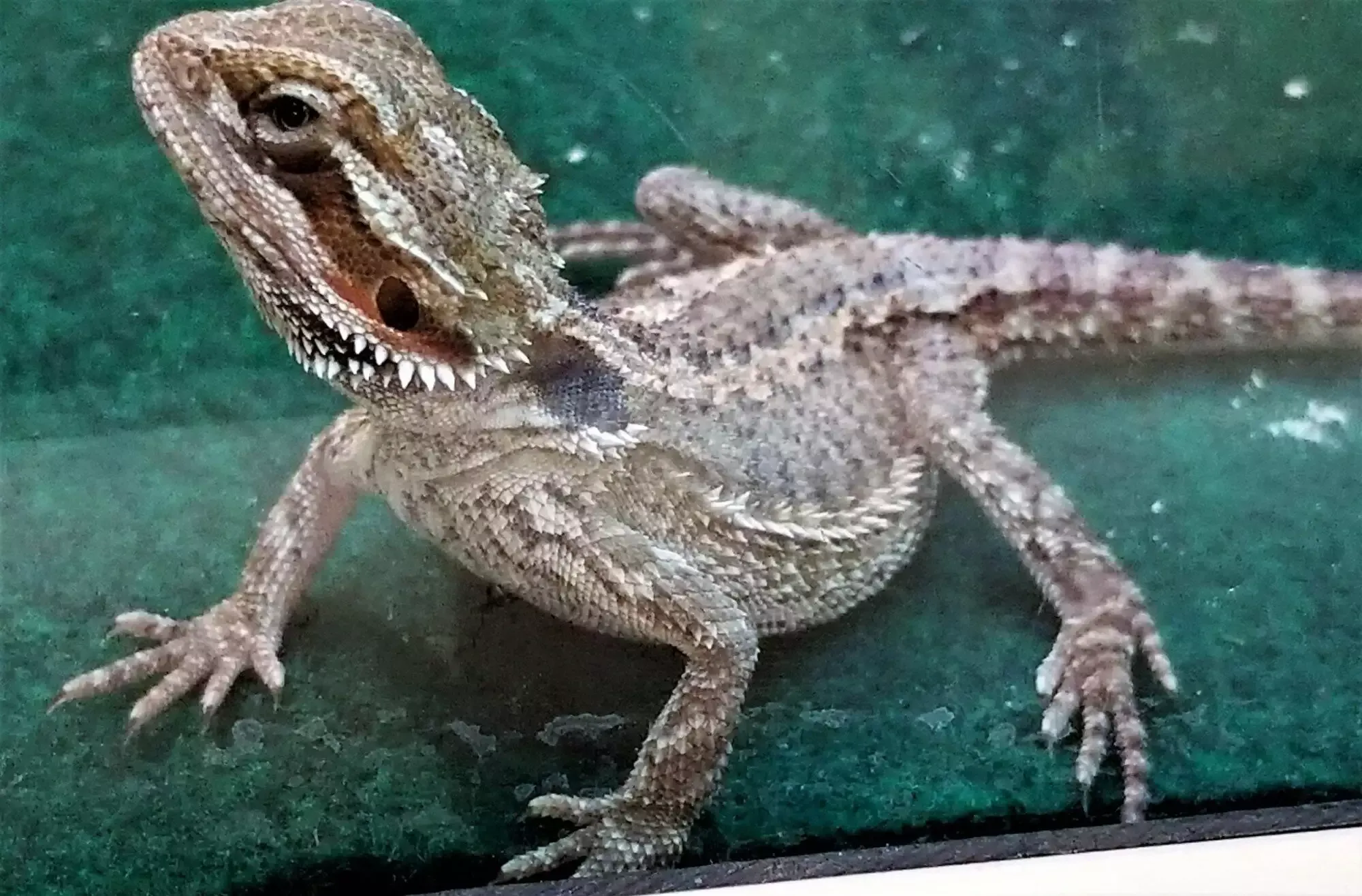 6 Lizards Breeds Best For Beginners - Petz