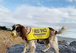 Colour-Coded Dog Leads & Harnesses: What They All Mean - Petz