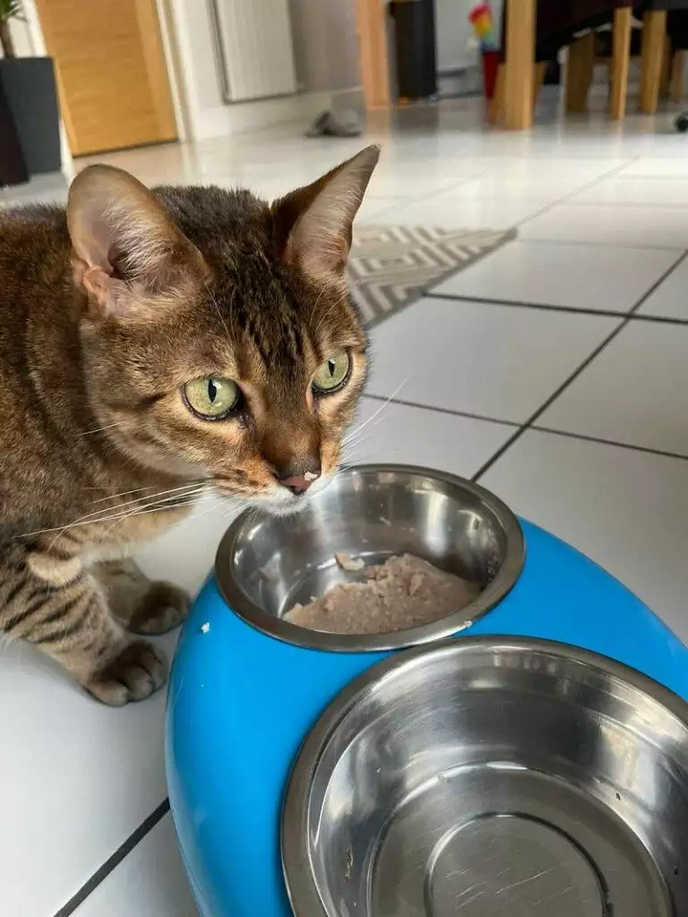 Blink Review: Subscription Cat Food Through Your Letterbox - Petz