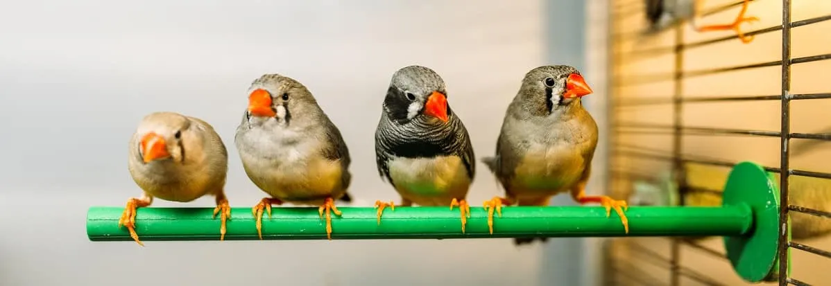 Best Indoor Bird Perches Reviewed for 2023 - Petz