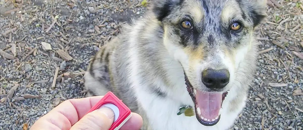How To Clicker Train Your Dog - Petz