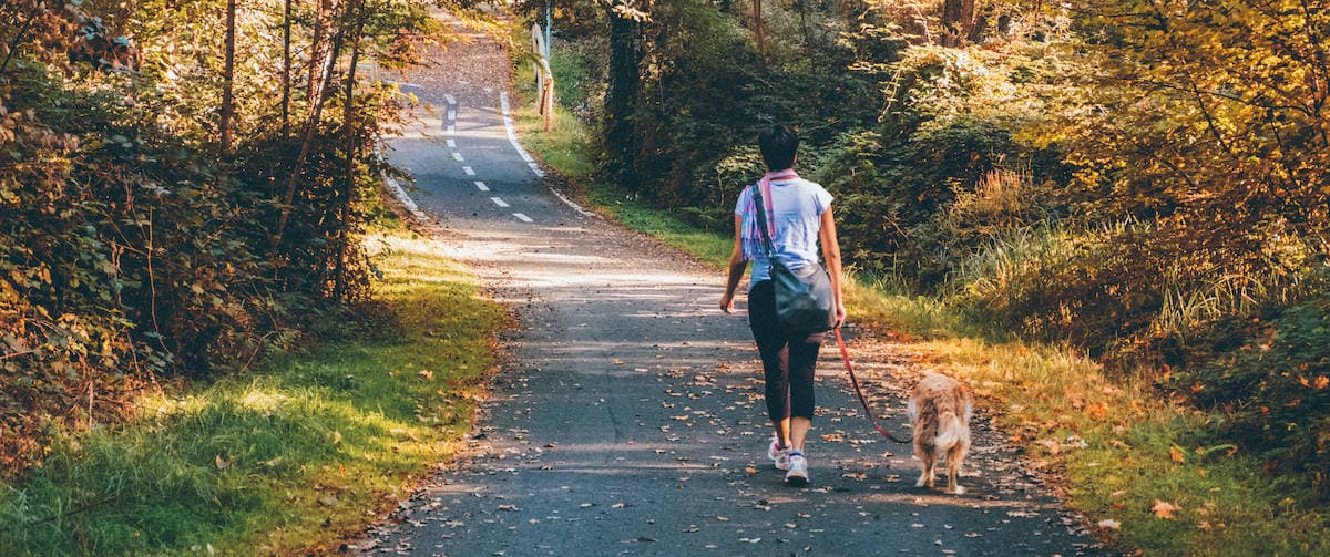 What Is Germany s Proposed Dog Walking Law Petz What Is Germany s Proposed Dog Walking Law Petz