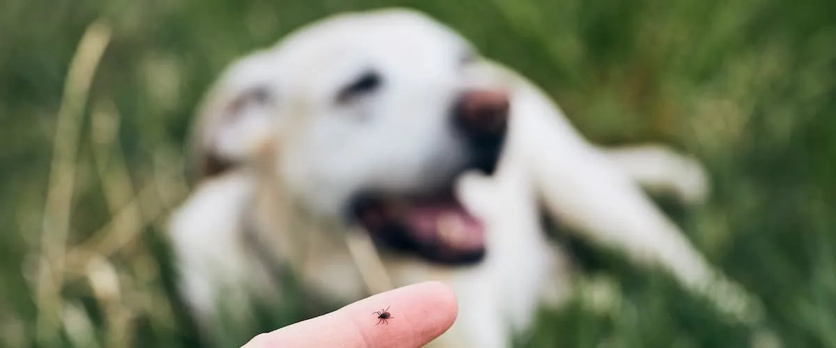 A Guide To Ticks On Dogs & Cats - Petz