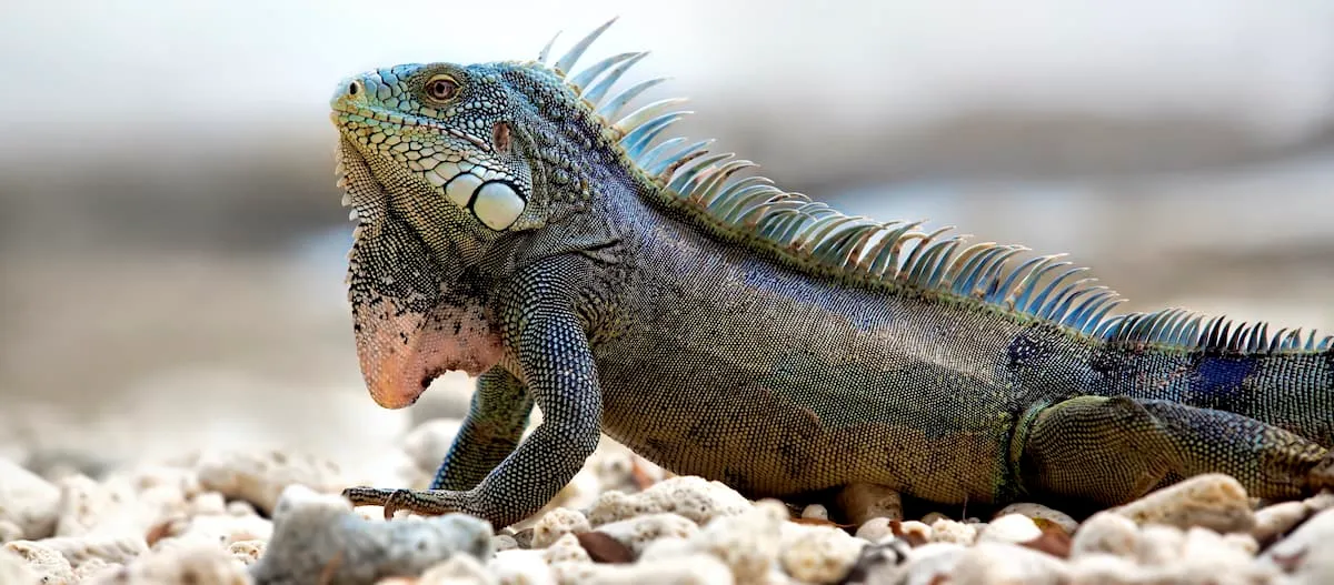 What Is The Right Bedding & Substrate For Reptiles? - Petz