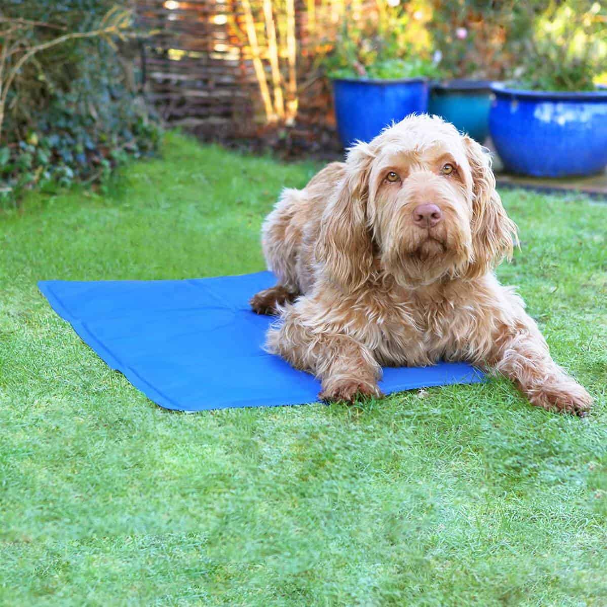Best Dog Cooling Mats Reviewed for 2024 - Petz