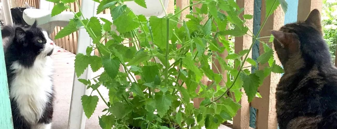 What Is Catnip And Is It Safe? - Petz